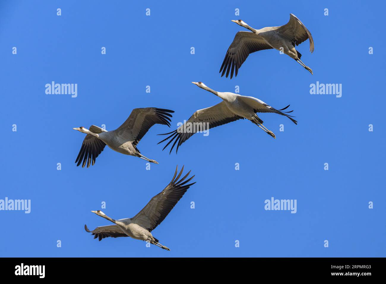 A group of Common Cranes flying blue sky, sunny day in springtime in ...