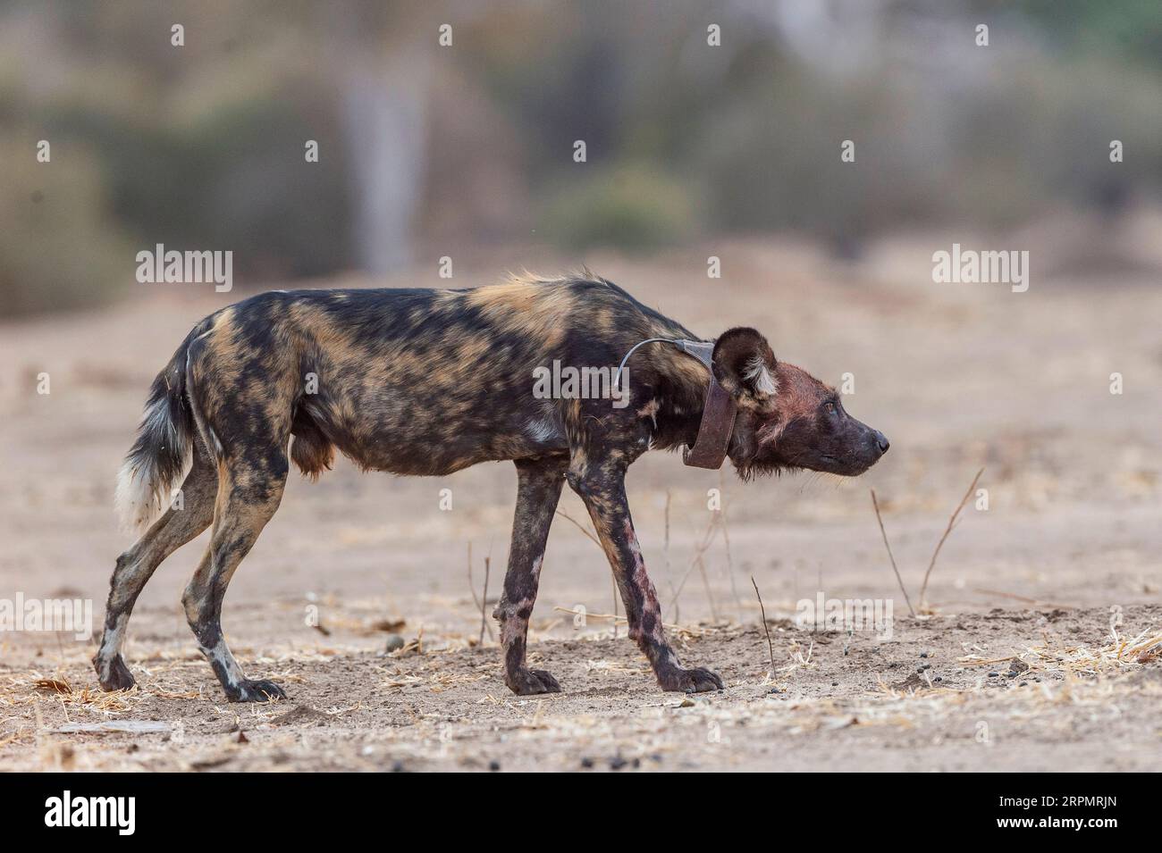 African wild dogs, Lycaon pictus, with a killed Impala in Zimbabwe's ...