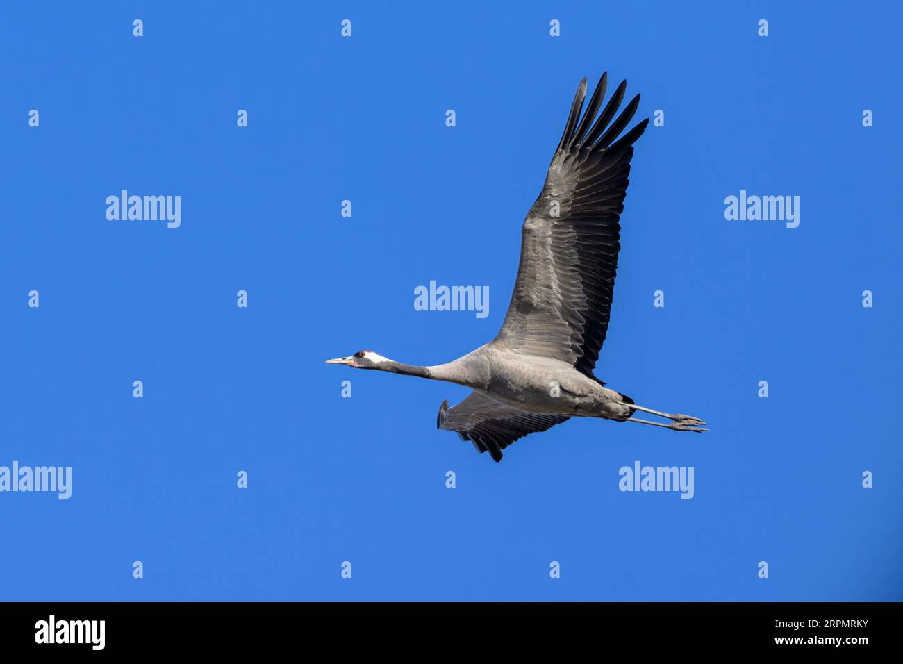 A Common Crane flying blue sky, sunny day in springtime in Camargue ...