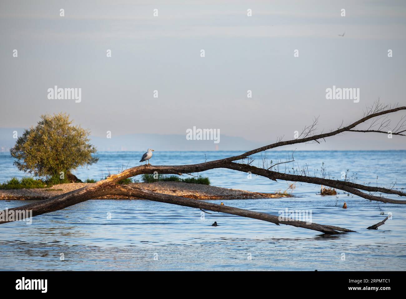 Island in Lake Constance, dawn, morning glow, dead wood, summer, mouth ...
