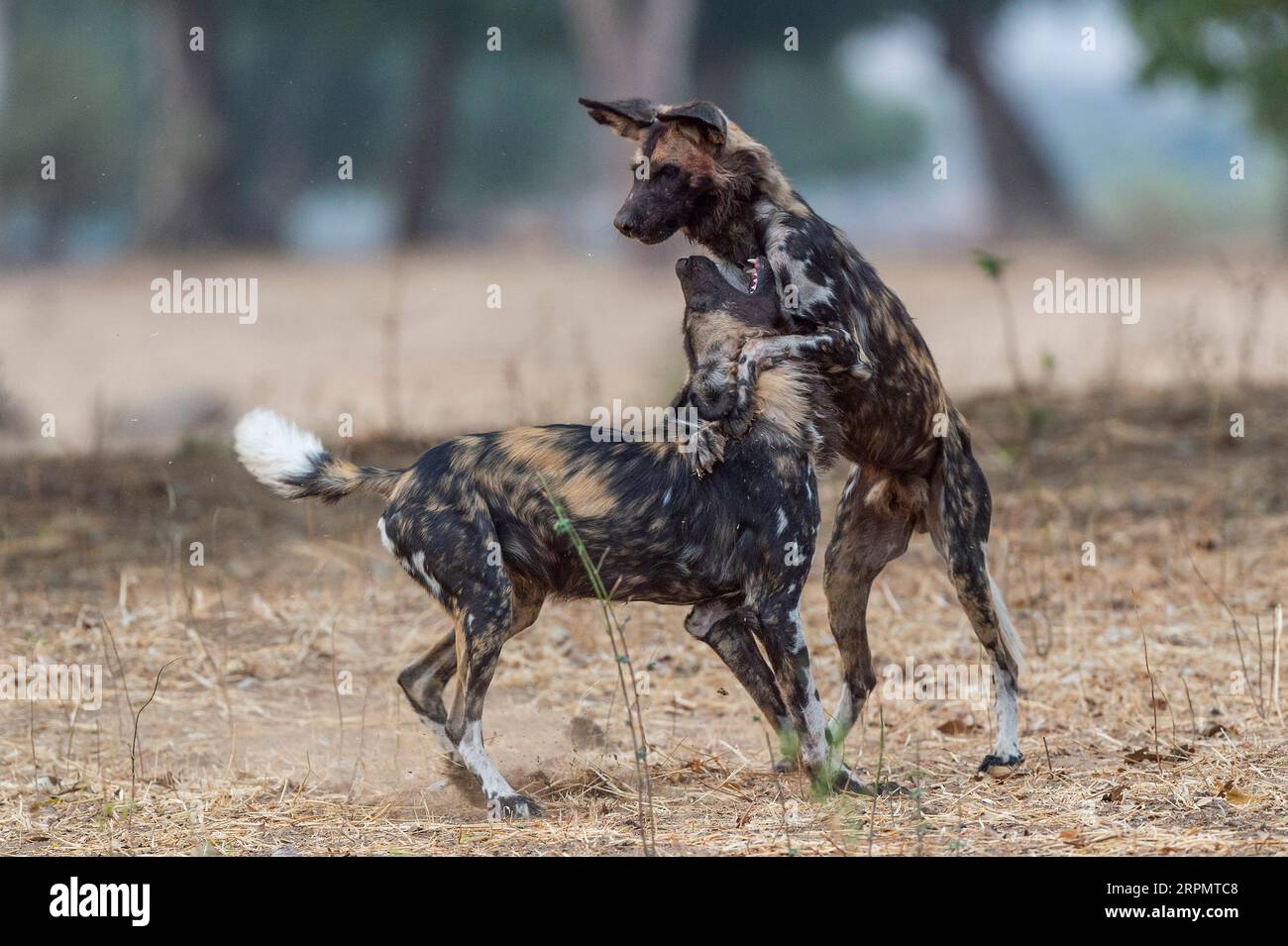 A pack of endangered African wild dog, Lycaon pictus, are seen in ...