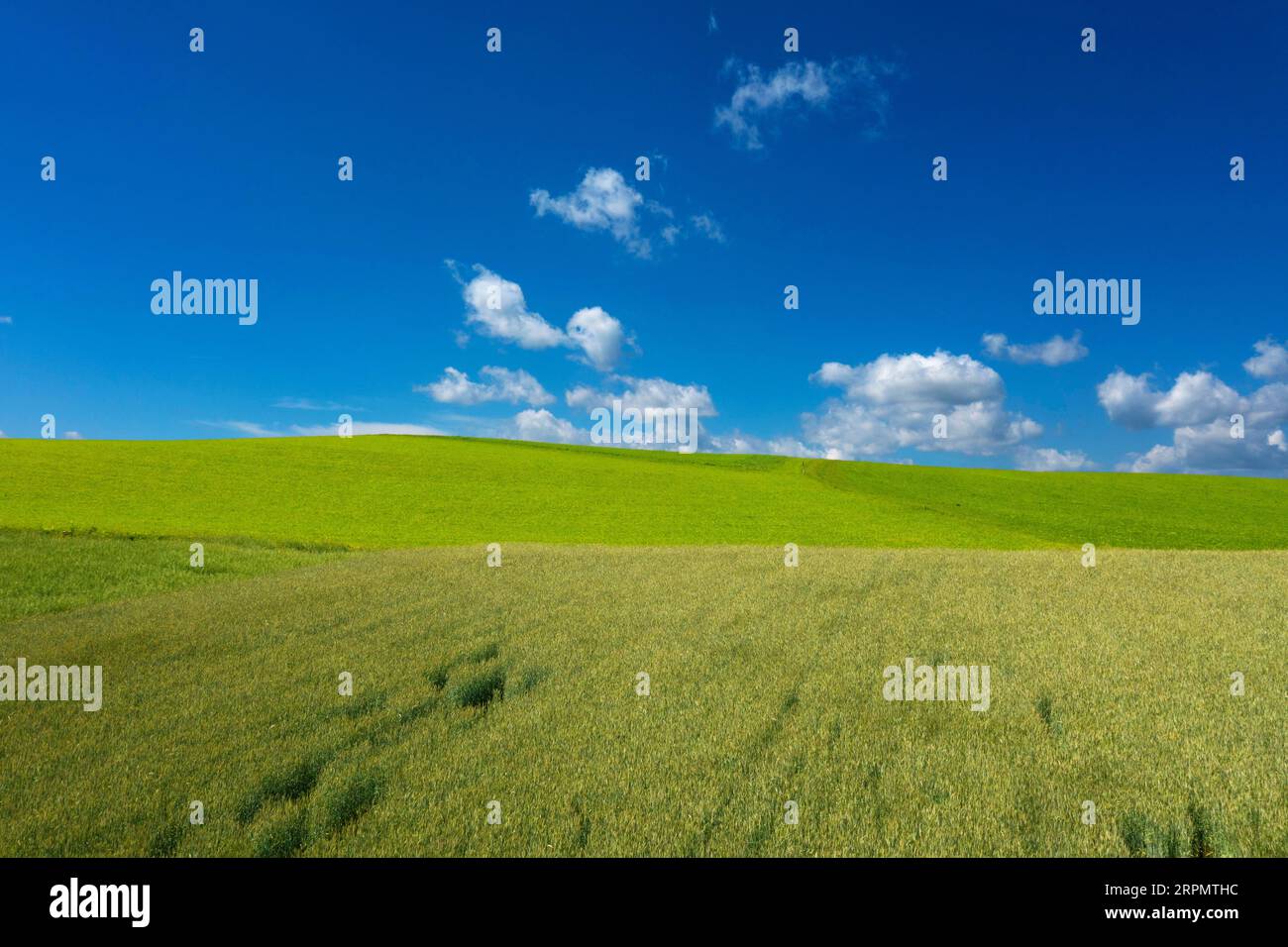 Agricultural landscape, grain field with meadow and clouds, Lochen ...