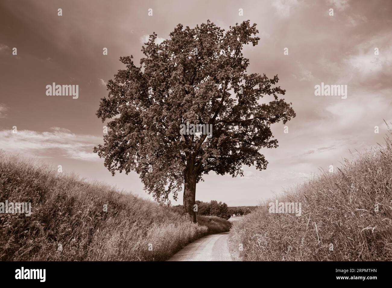 Sepia-coloured, field path with an old oak tree (Quercus), Burgkirchen ...