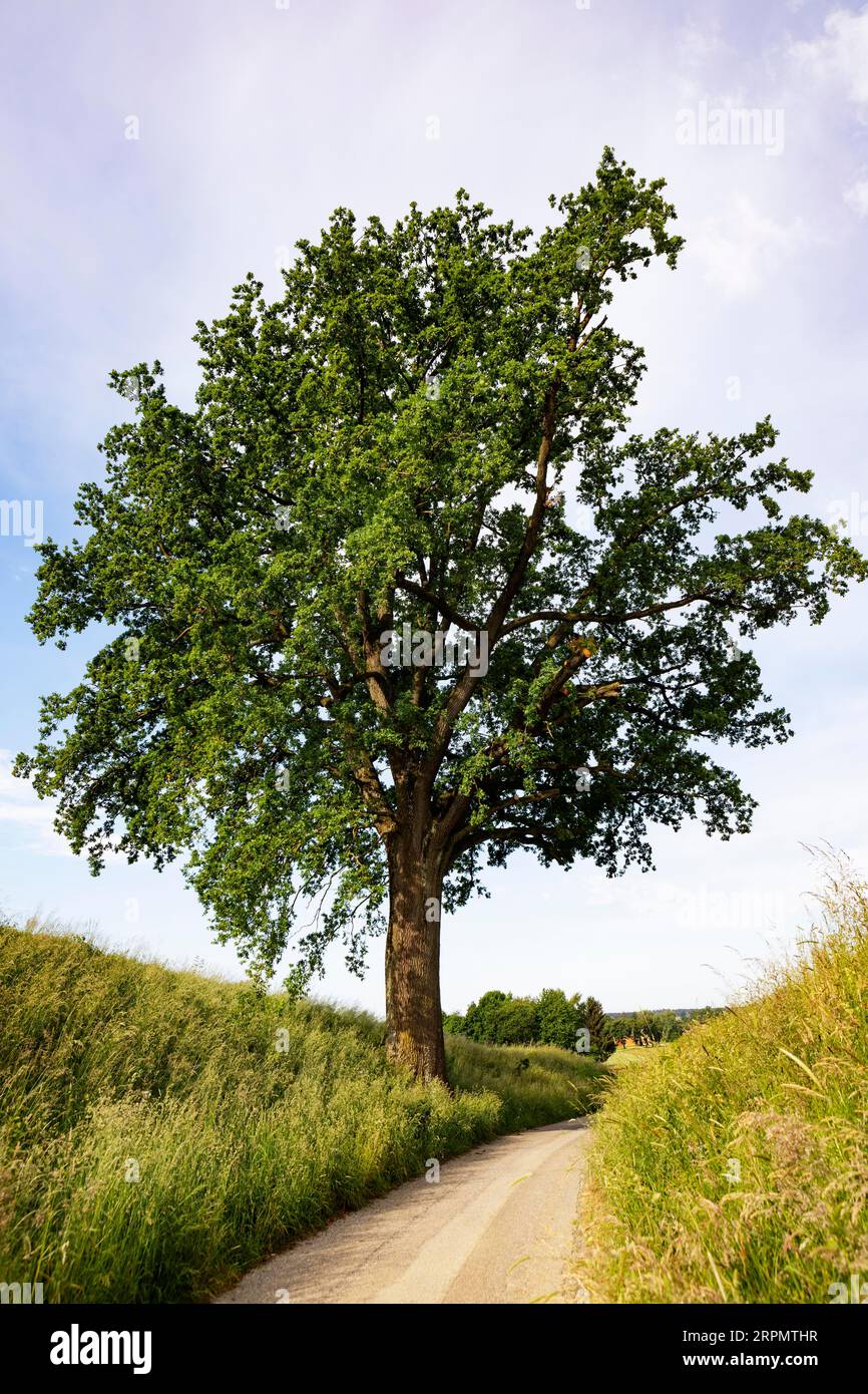 Field path with an old oak tree (Quercus), Burgkirchen, Innviertel ...