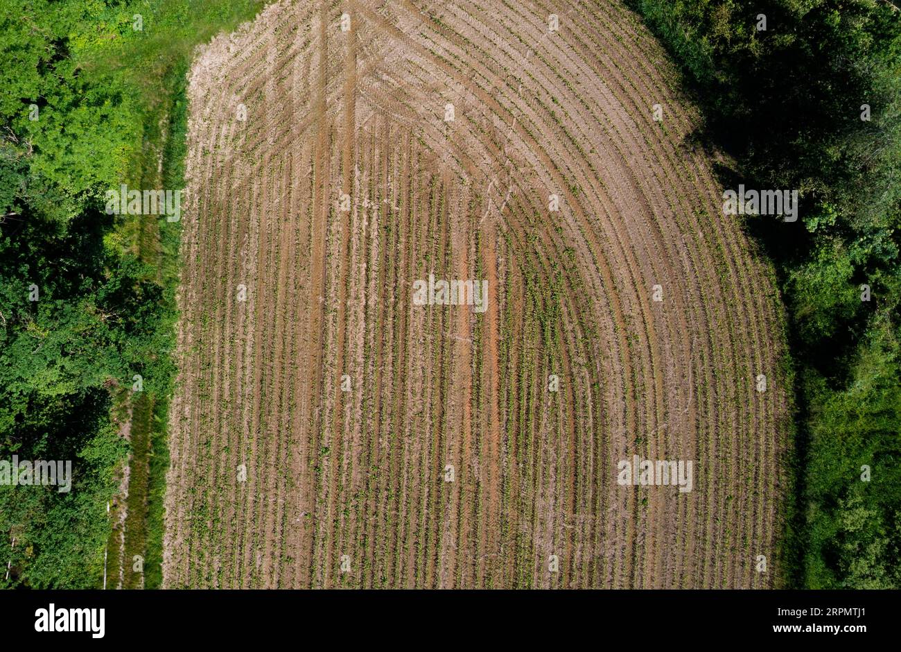 Maize field by drone hi-res stock photography and images - Alamy