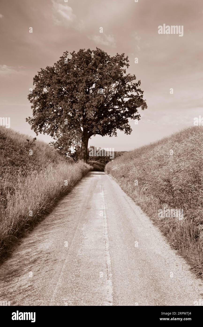 Sepia-coloured, field path with an old oak tree (Quercus), Burgkirchen ...