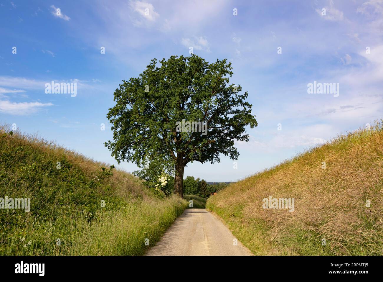Field path with an old oak tree (Quercus), Burgkirchen, Innviertel ...