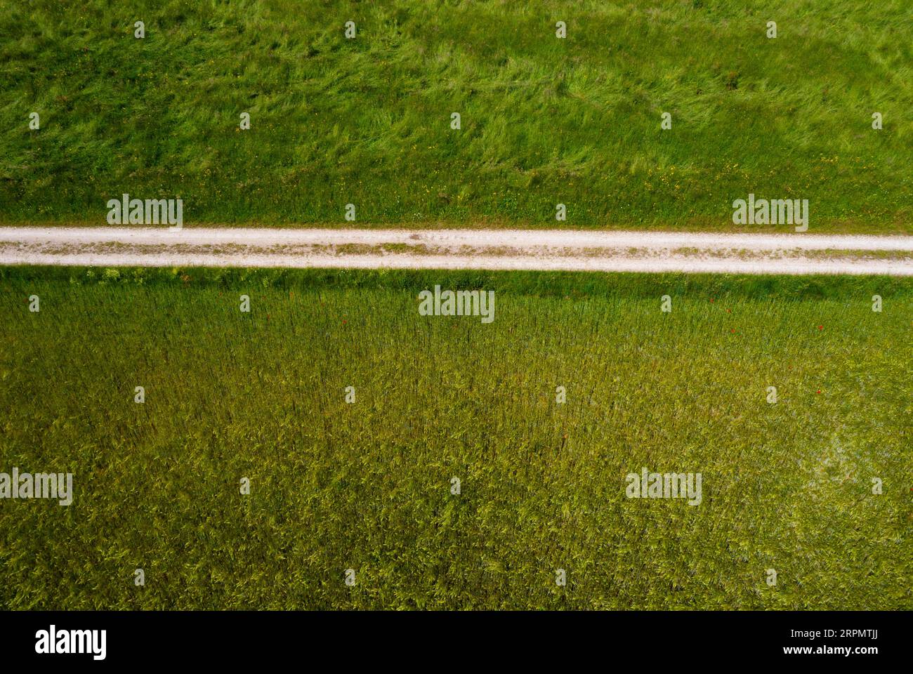 Drone shot, agricultural landscape, field path leads through green ...