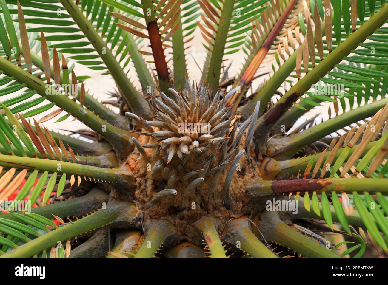 The tender buds of Cycas sinensis Stock Photo - Alamy