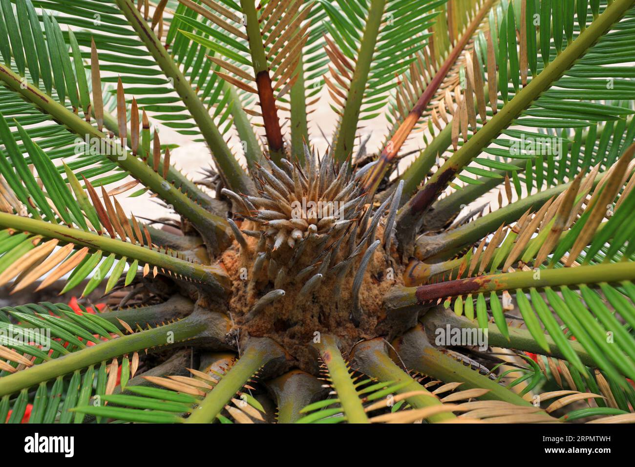 The tender buds of Cycas sinensis Stock Photo - Alamy