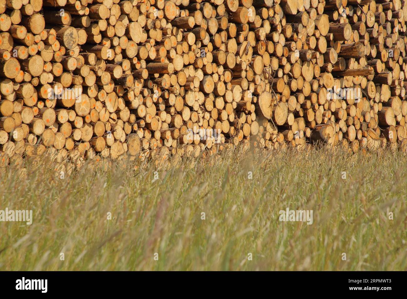 Wood pile after timber harvest at a grassy meadow, forestry, tree ...