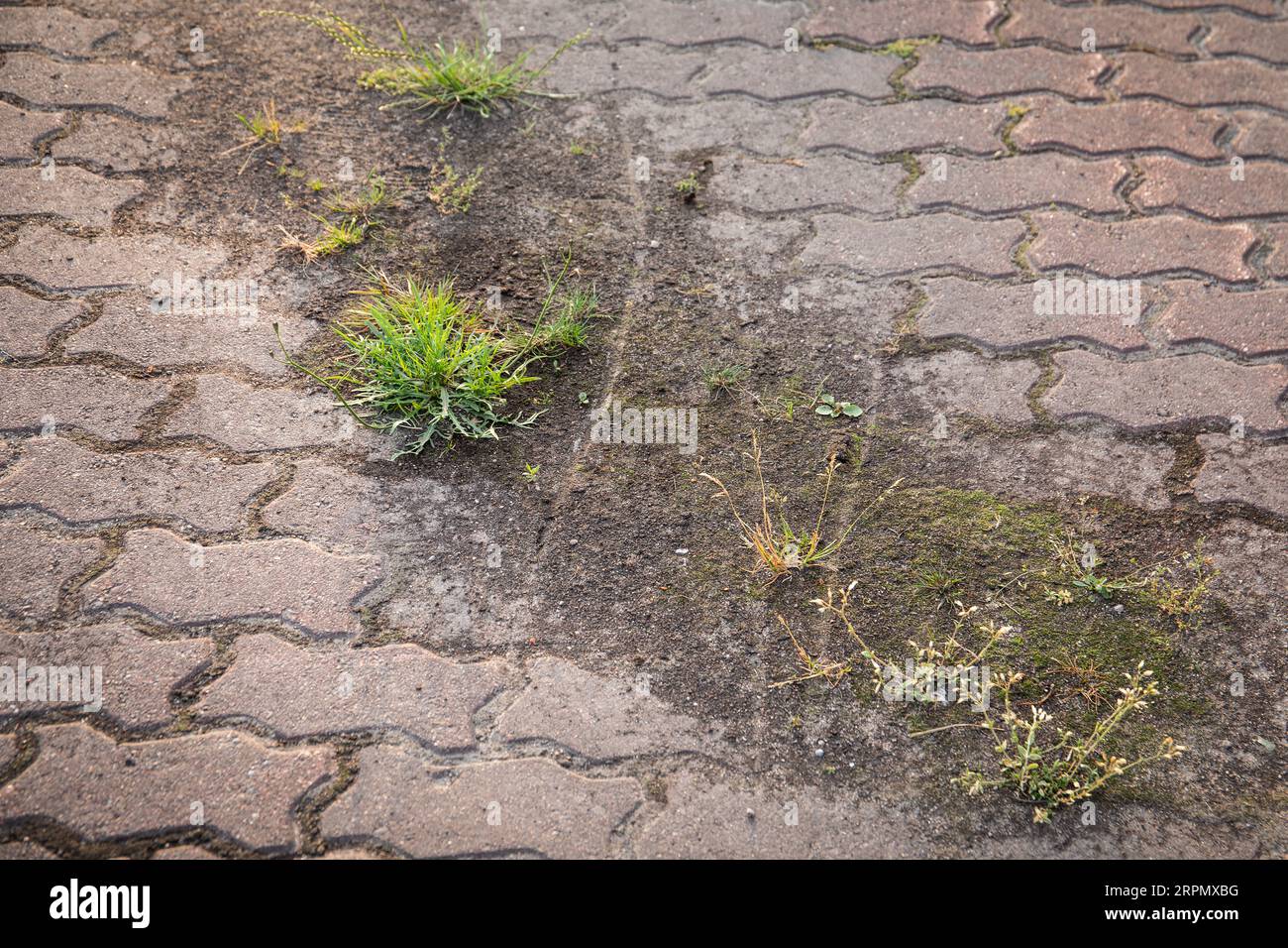 Dirty and overgrown pavement. Sidewalk or driveway Stock Photo - Alamy