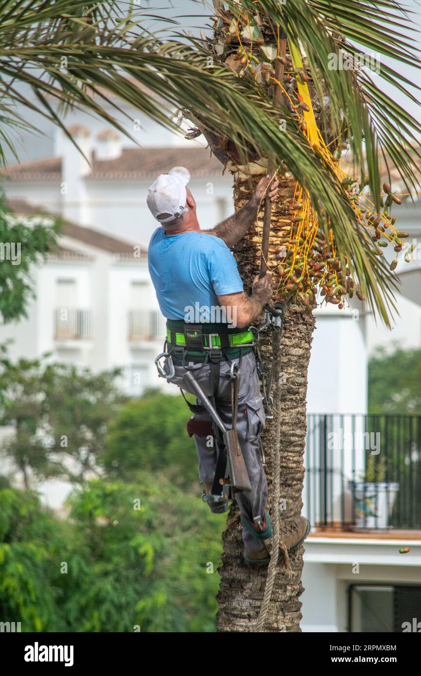 Man working at height to trim branches from a palm tree Stock Photo - Alamy