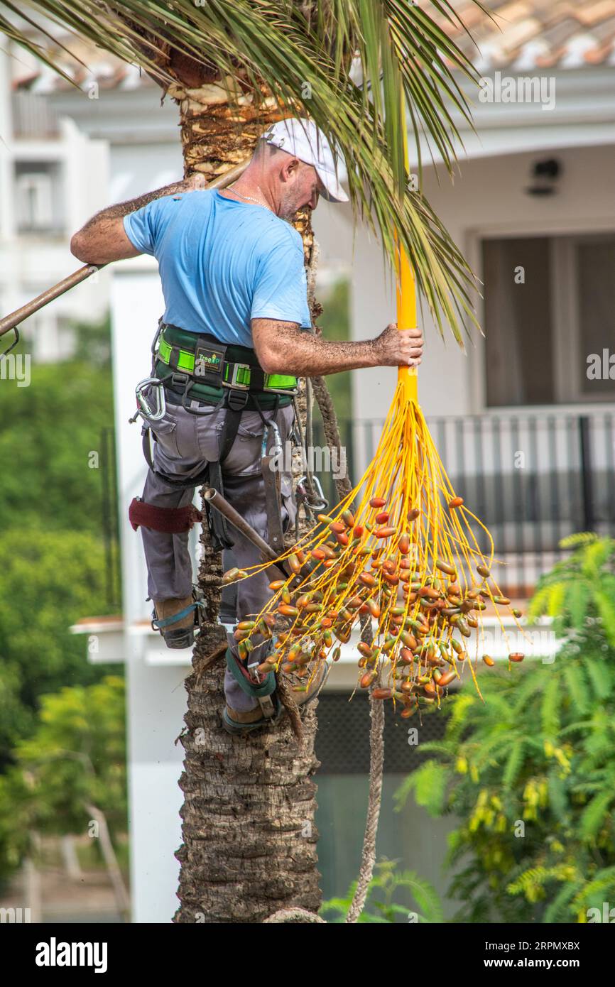 Branches trim hi-res stock photography and images - Alamy