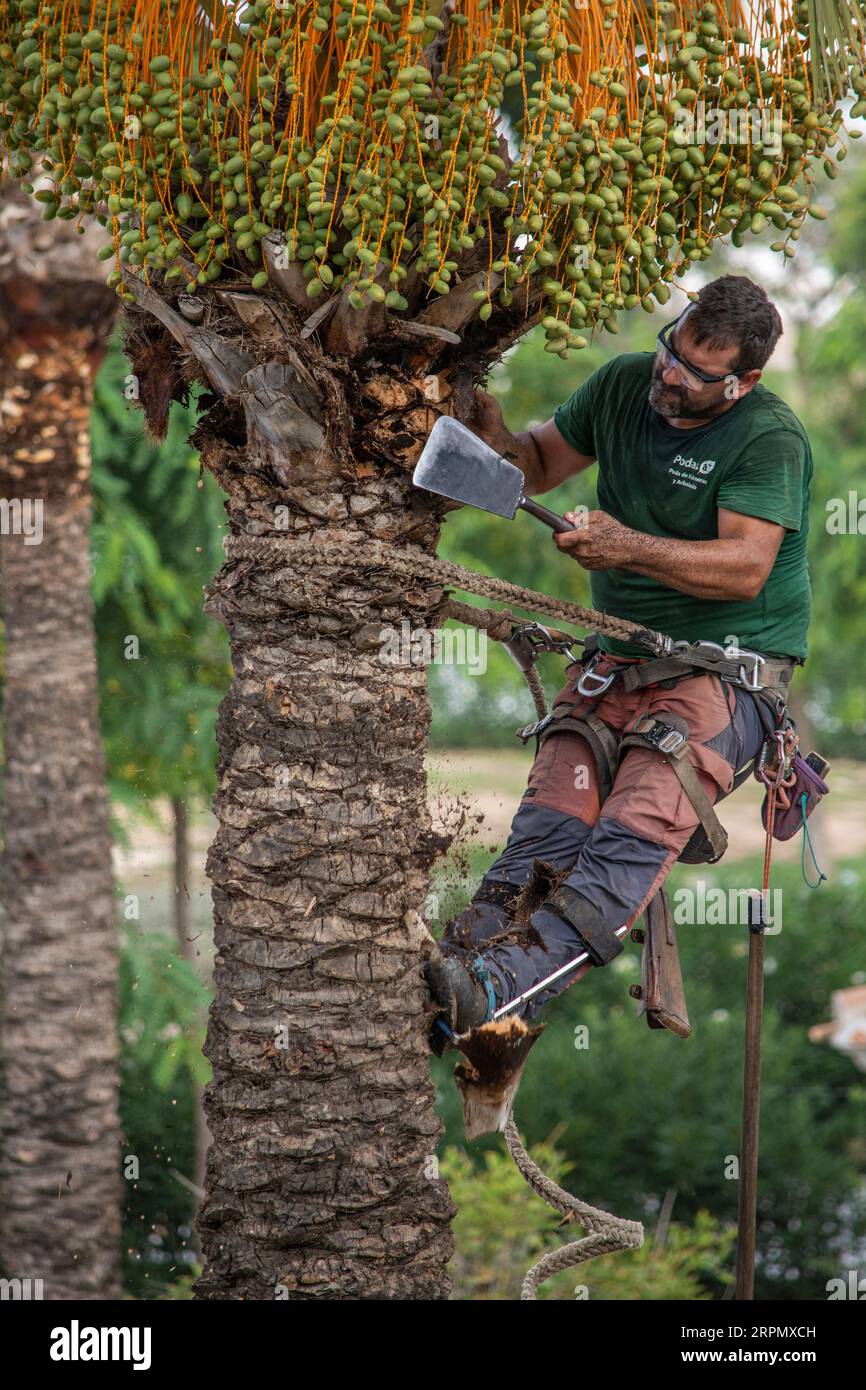 Man working at height to trim branches from a palm tree Stock Photo - Alamy