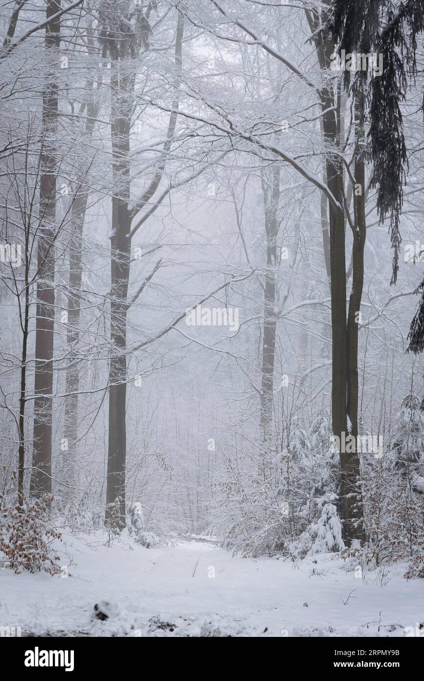 Winter in the Ore Mountains Stock Photo - Alamy