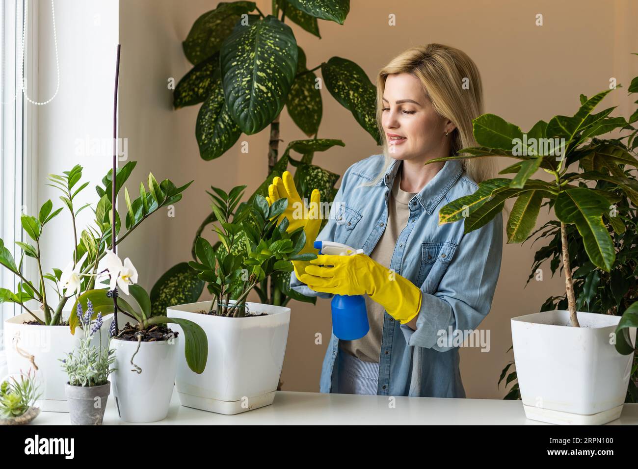 cheerful young woman florist spraying water on houseplants in flowerpot ...