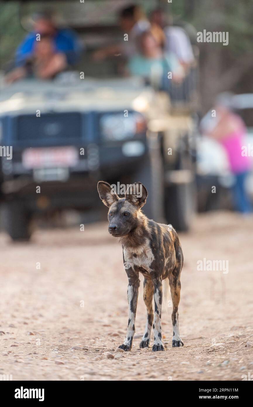 Tourists watch African wild dog from safari vehicles in Zimbabwe's Mana ...