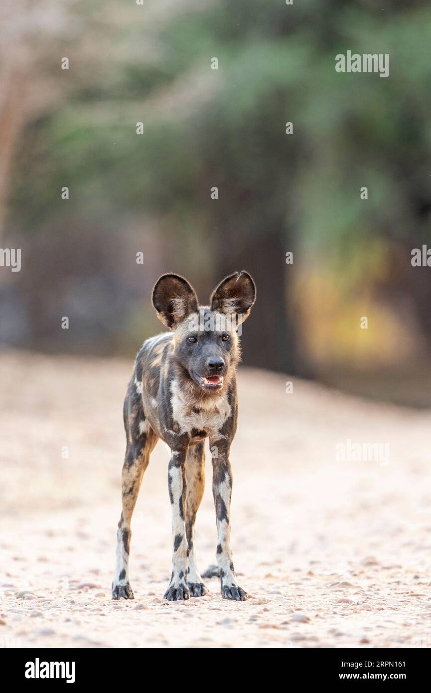 African wild dog, Lycaon pictus, seen in Zimbabwe's Mana Pools National ...
