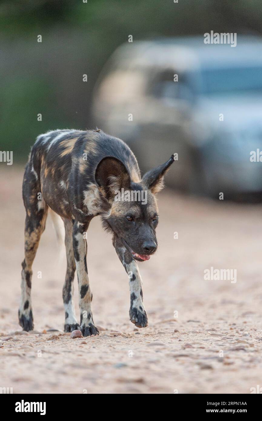 Tourists watch African wild dog from safari vehicles in Zimbabwe's Mana ...