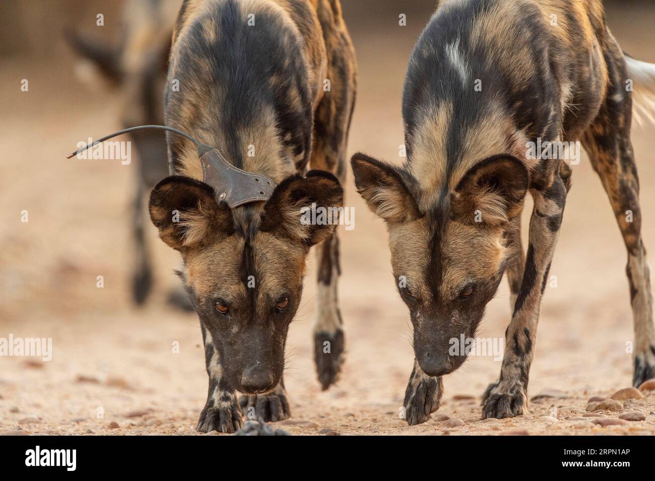 African wild dog, Lycaon pictus, seen in Zimbabwe's Mana Pools National ...