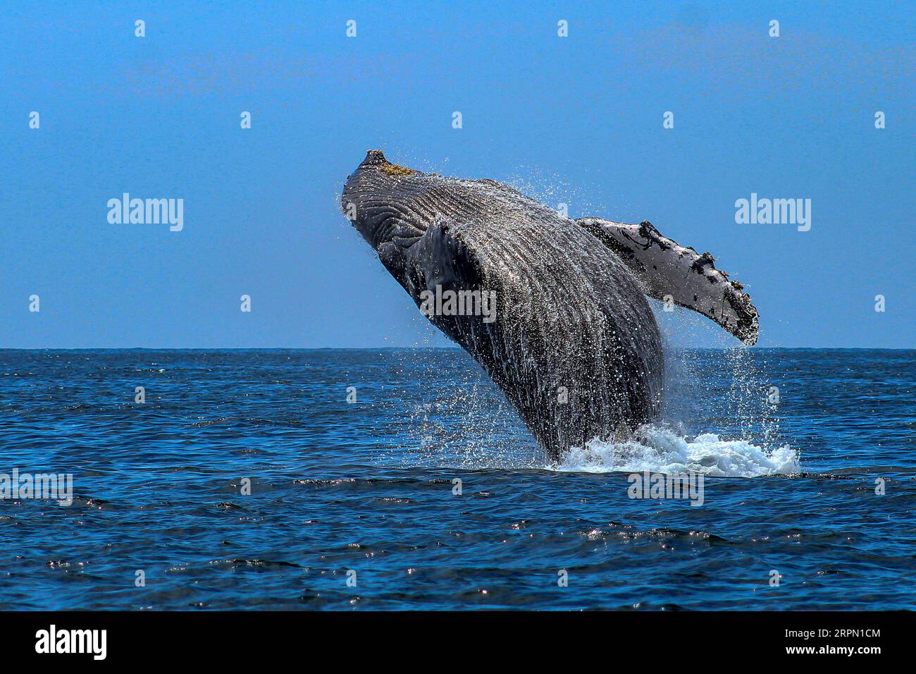 Beautiful humpback whale jumping after emerging from the deep sea and ...