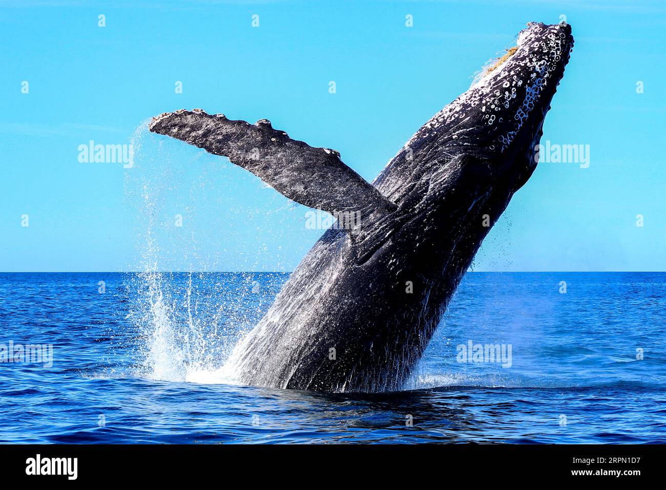 Humpback whale emerging from the deep sea and jumping off the Mexican ...