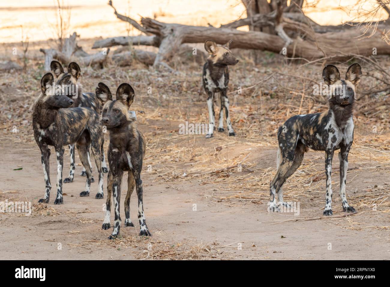 A pack of endangered African Wild Dog, Lycaon pictus, seen in Zimbabwe ...