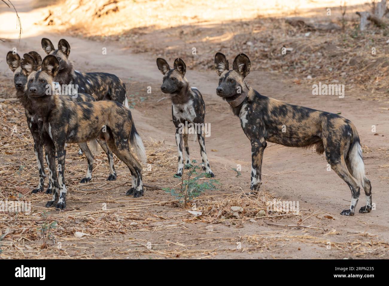 A pack of endangered African Wild Dog, Lycaon pictus, seen in Zimbabwe ...