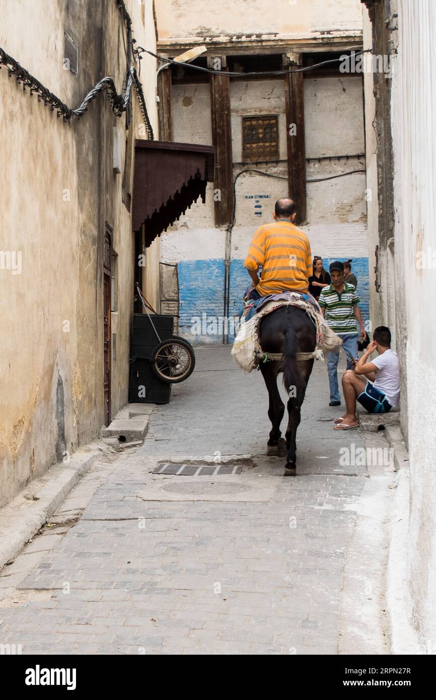 A mule used for transport and delivery of heavy loads in the narrow ...