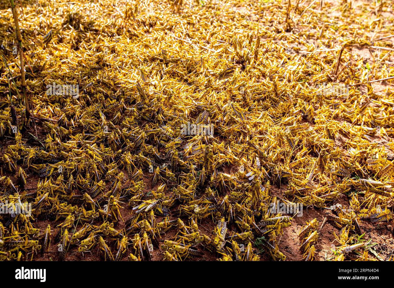 Locust swarm 2020 hi-res stock photography and images - Alamy