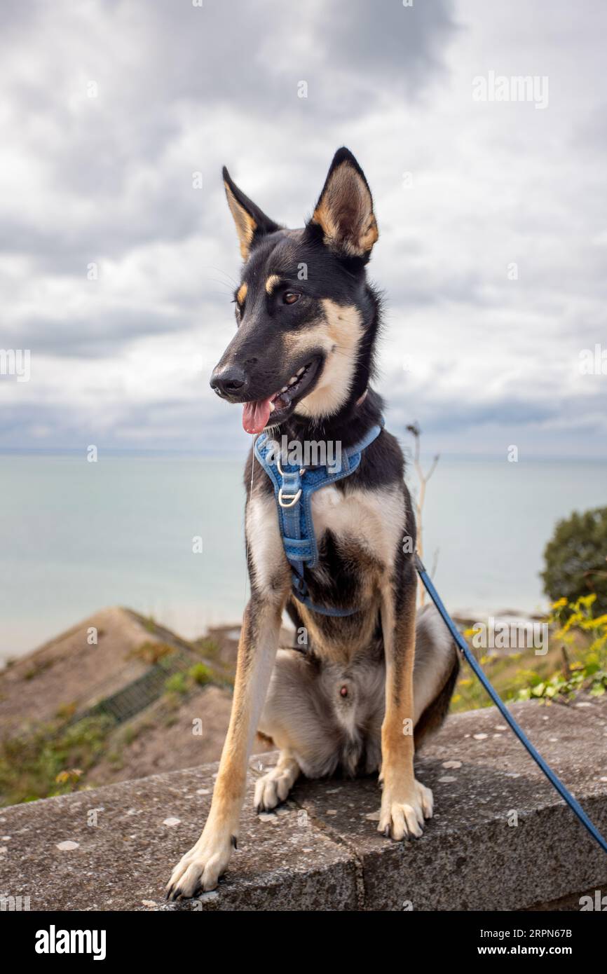 A happy young puppy dog sitting. The breed is a belusky which is a mix ...