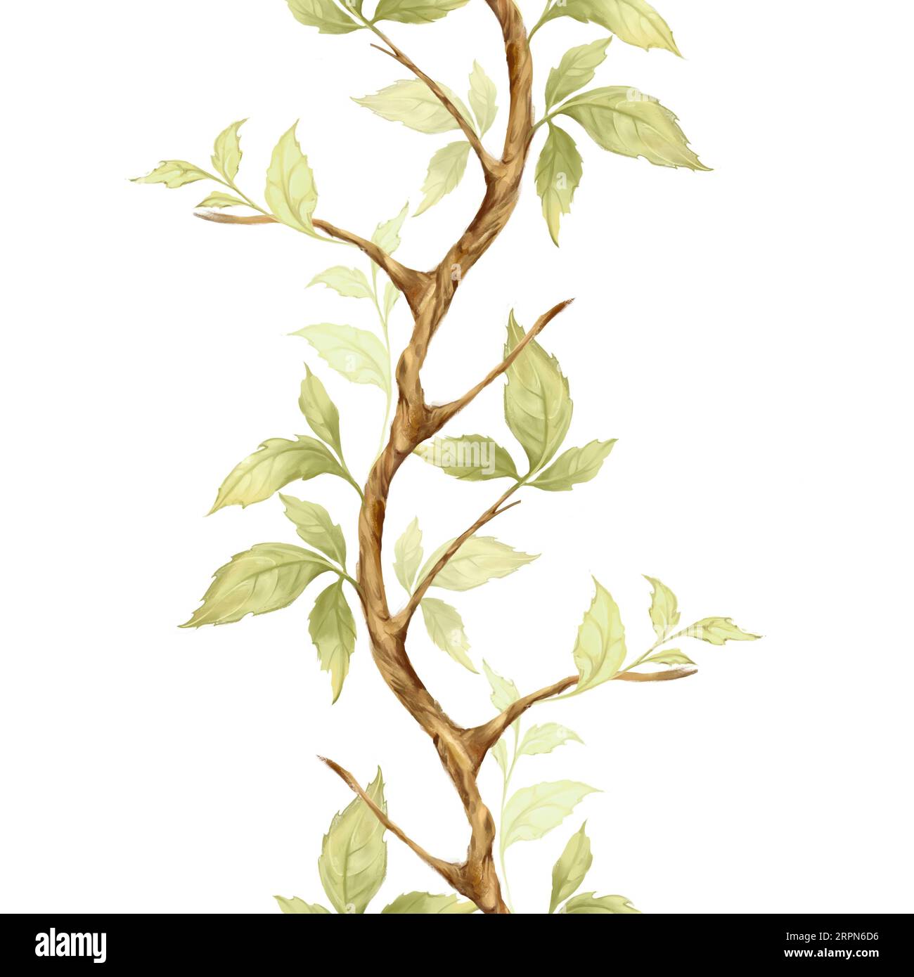 Seamless border, tree branch with green leaves. Isolated on white Stock ...