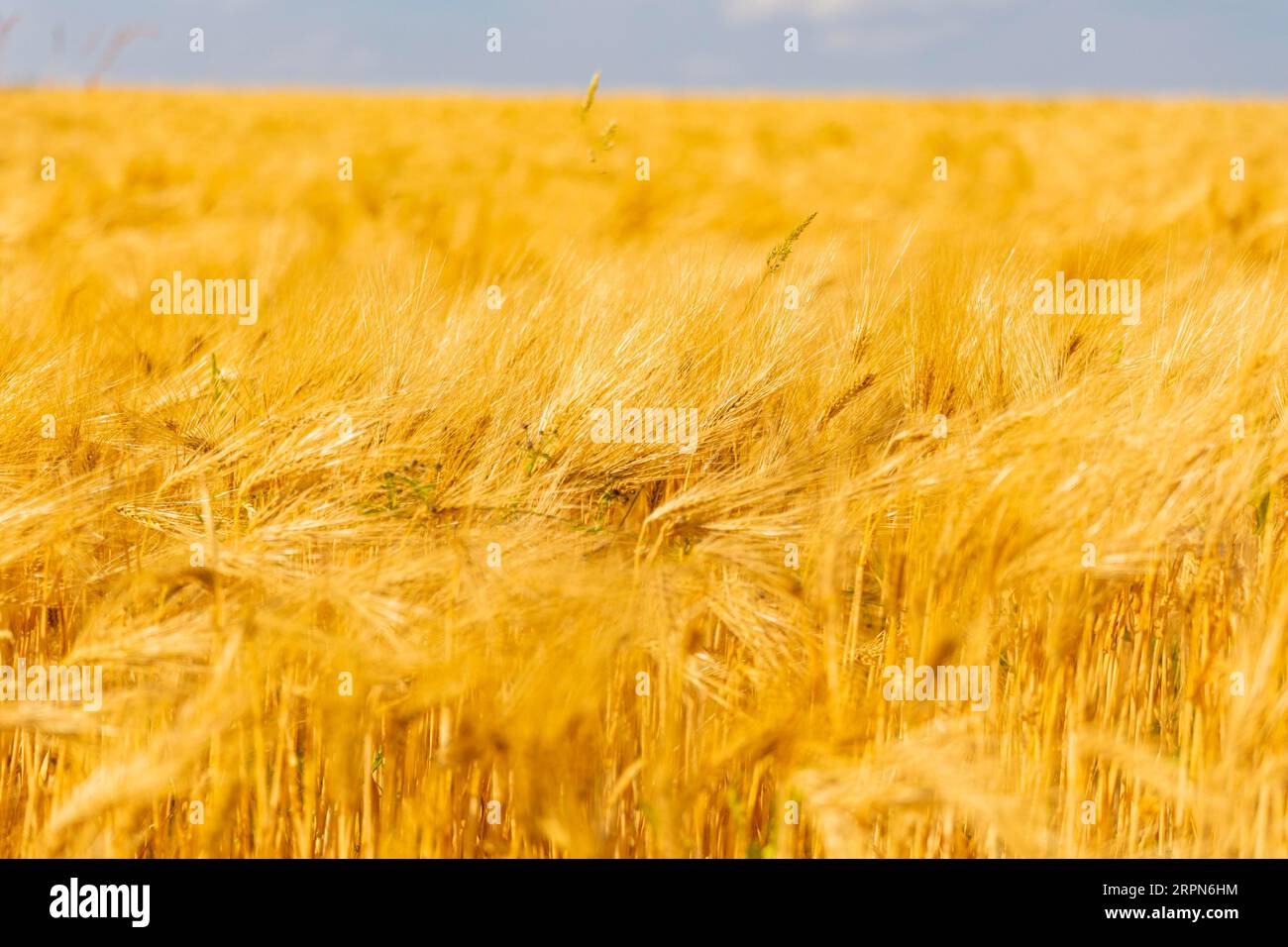 Grain fields near Lauenstein Stock Photo - Alamy