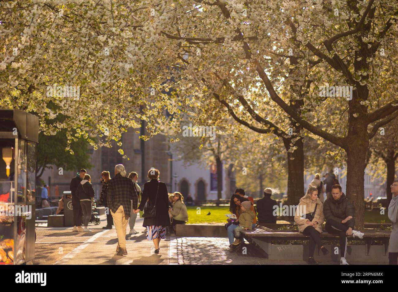 Thomaswiese on Peterstrasse with flowering trees Stock Photo - Alamy