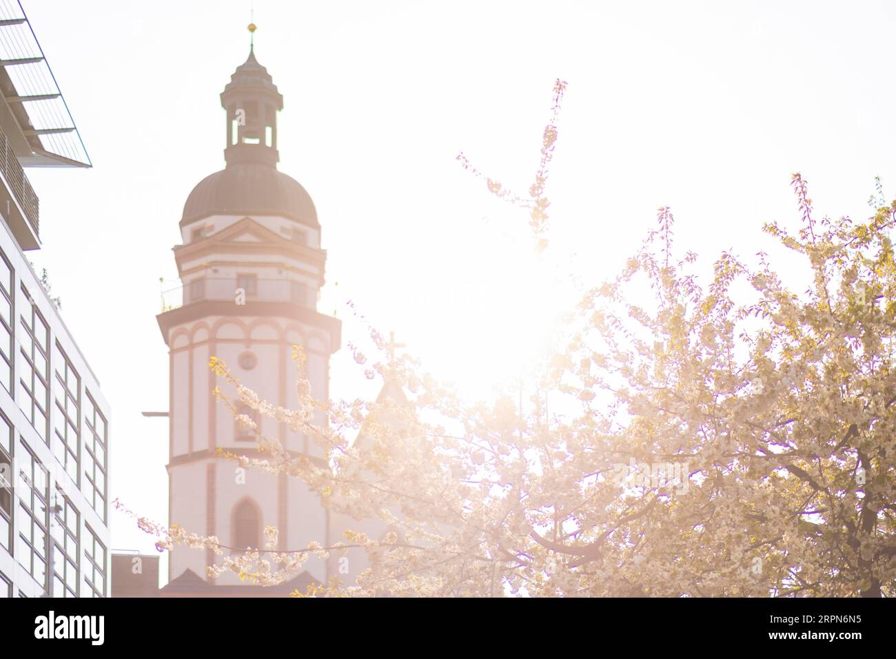 St. Thomas Church with flowering trees Stock Photo - Alamy