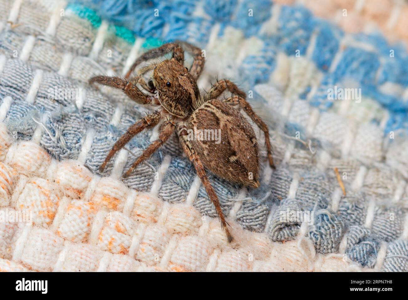 Plexippus paykulli, Female Pantropical Jumping Spider Stock Photo - Alamy