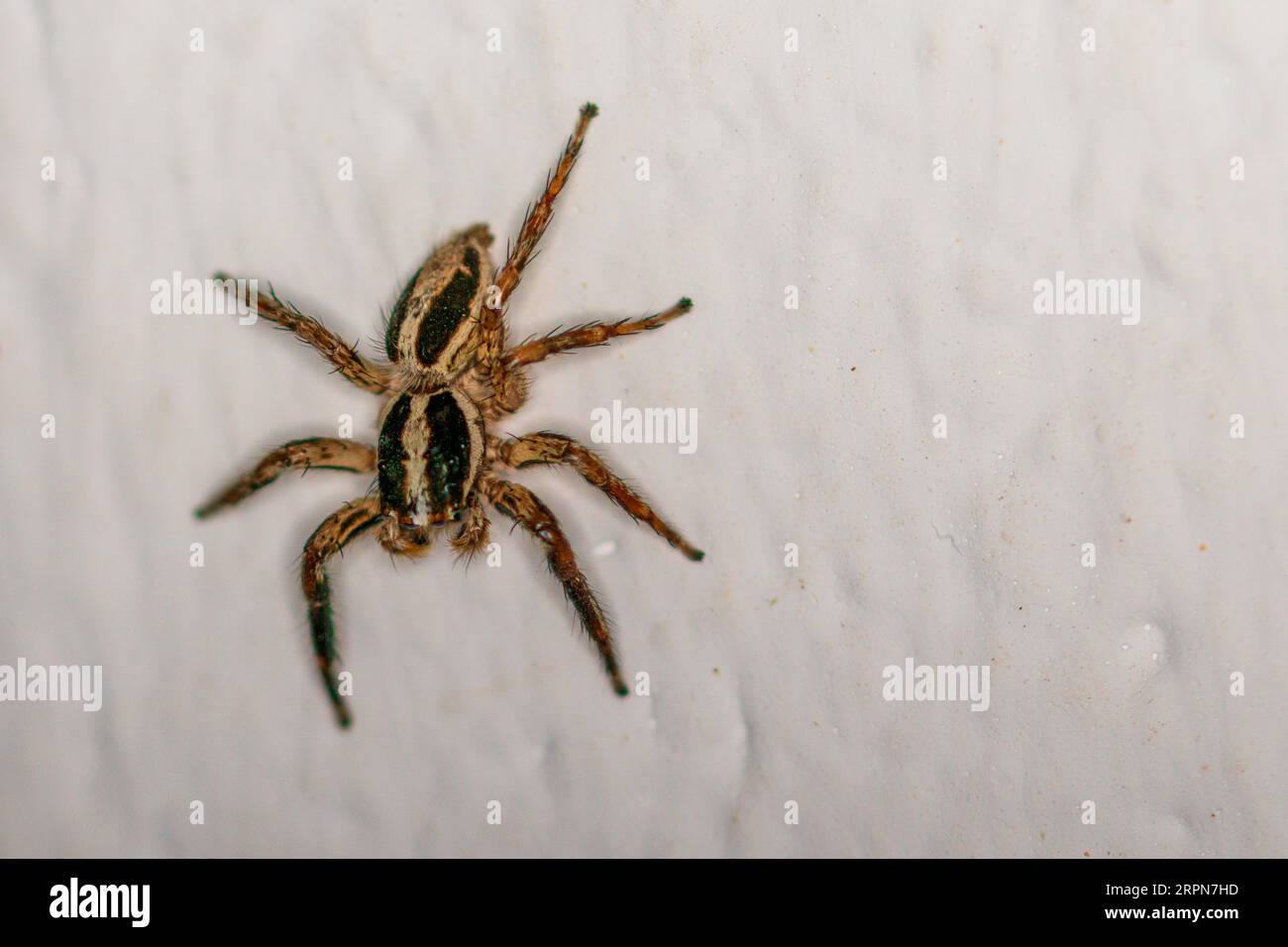 Plexippus paykulli, Male Pantropical Jumping Spider Stock Photo - Alamy