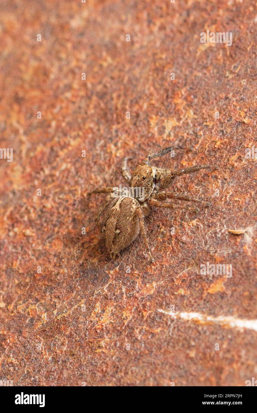 Plexippus paykulli, Female Pantropical Jumping Spider Stock Photo - Alamy