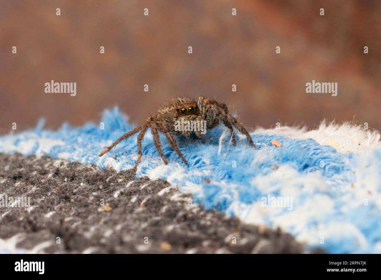 Plexippus paykulli, Female Pantropical Jumping Spider Stock Photo - Alamy