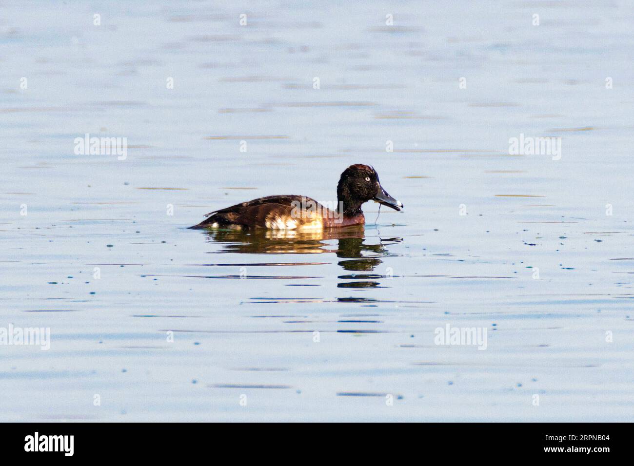 200225 -- BAOSHAN, Feb. 25, 2020 -- An Aythya baeri swims at Qinghuahai ...