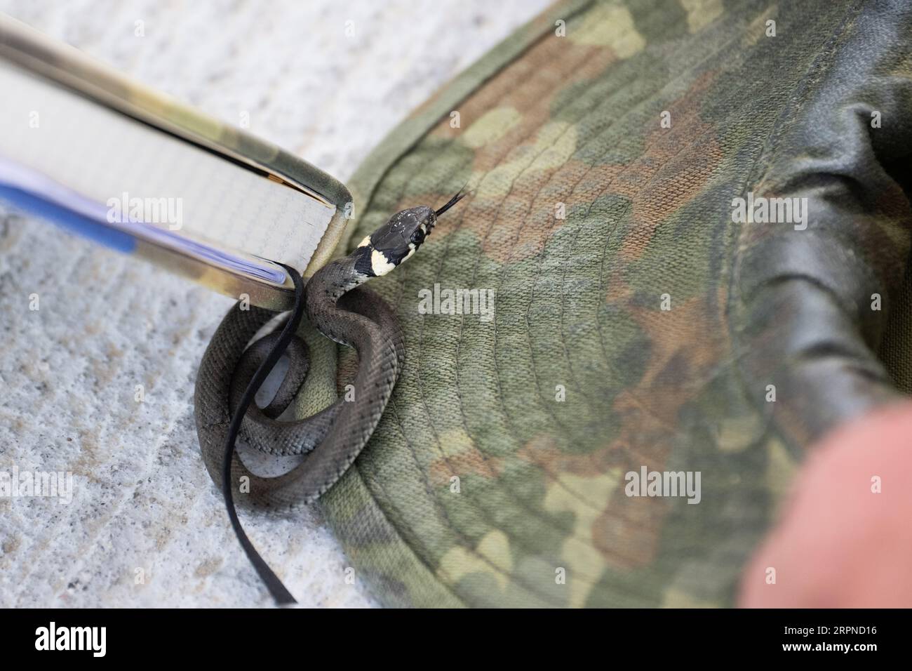 Panker, Germany. 05th Sep, 2023. A female soldier rescues a young grass ...