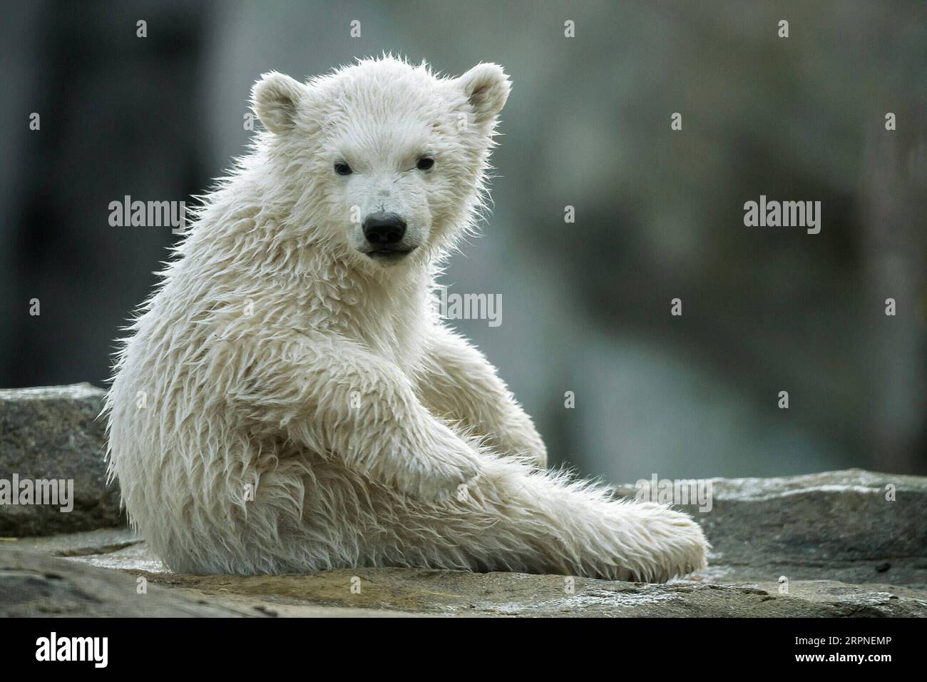 Zupanc xinhua hi-res stock photography and images - Alamy