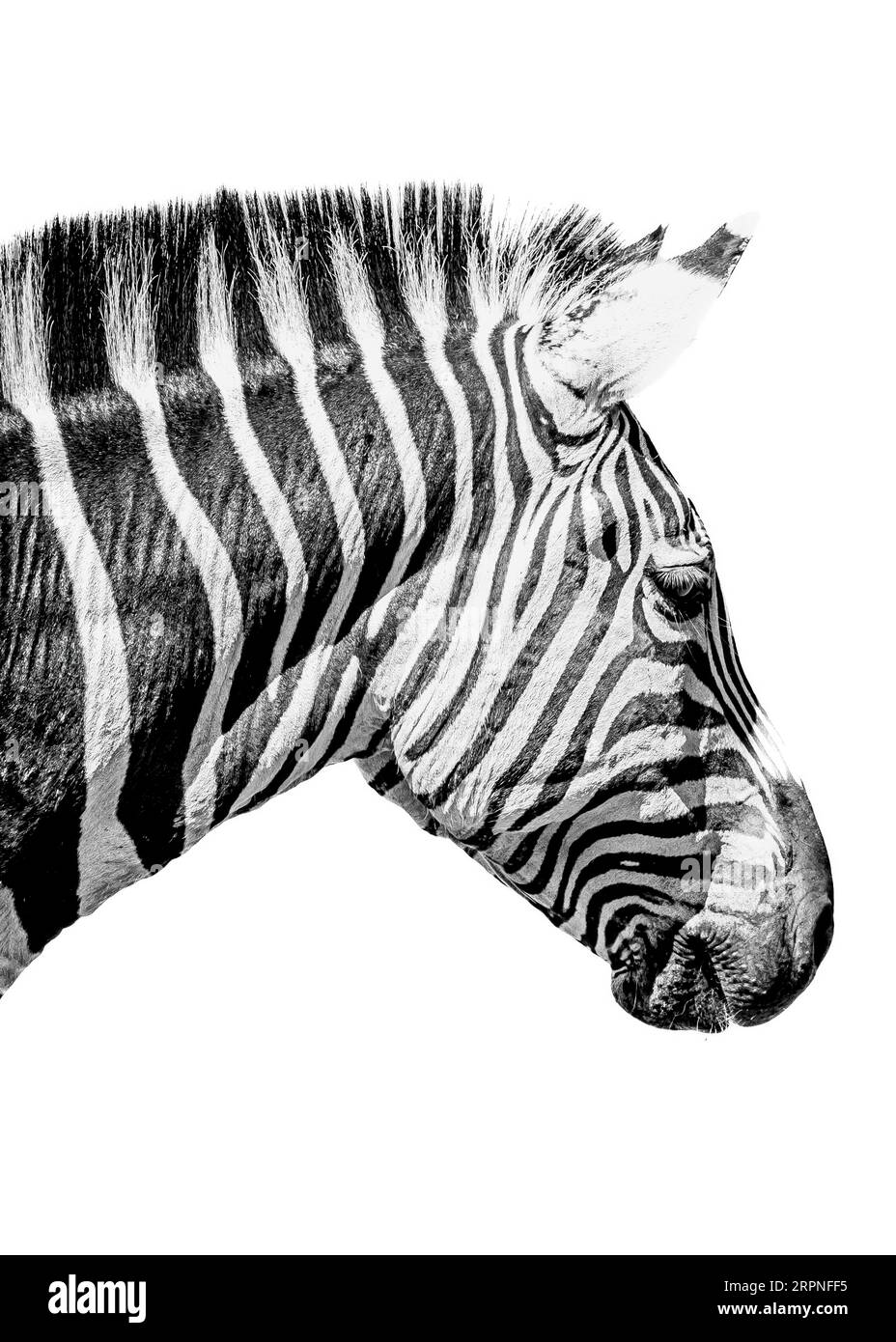Zebra Profile Drawing