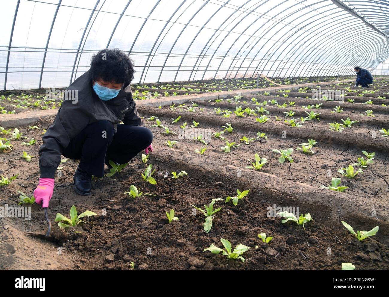 Work in a greenhouse hi-res stock photography and images - Alamy