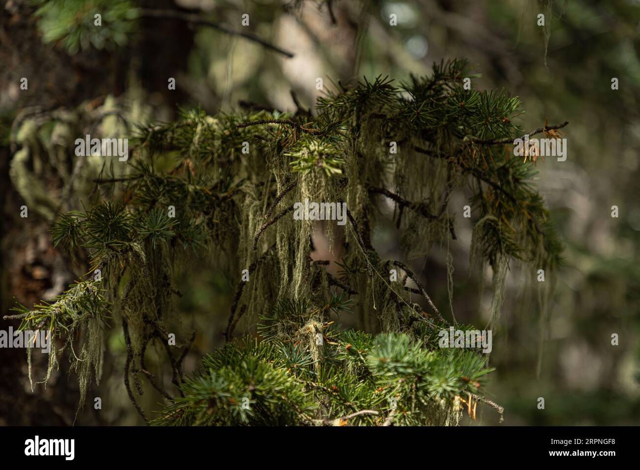Plant life at high elevations in the Alpine regions of Colorado Stock ...