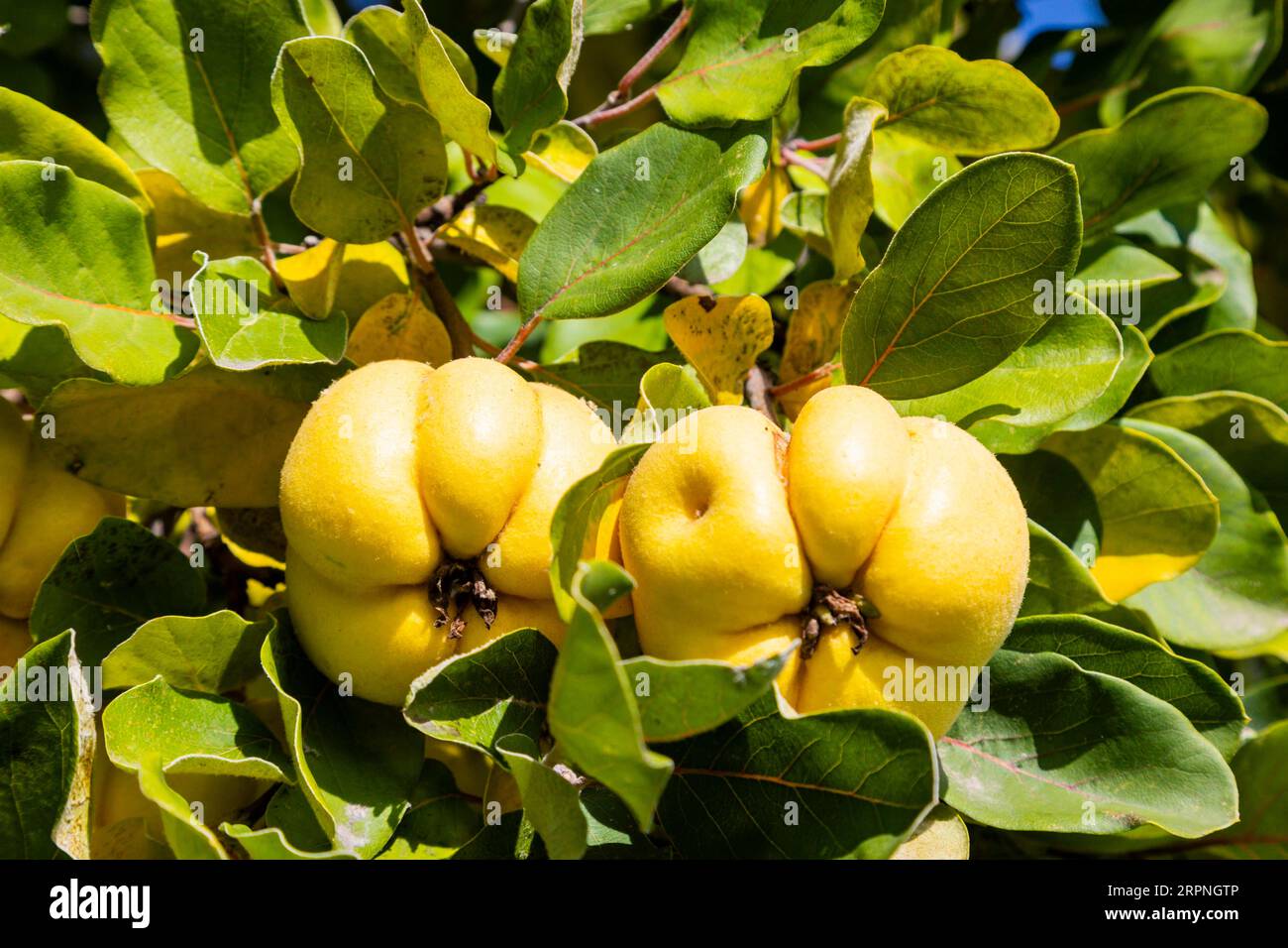 The quince is the only plant species of the genus Cydonia and belongs ...