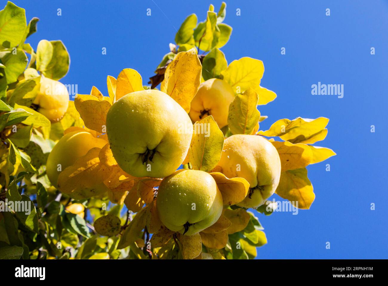 The quince is the only plant species of the genus Cydonia and belongs ...
