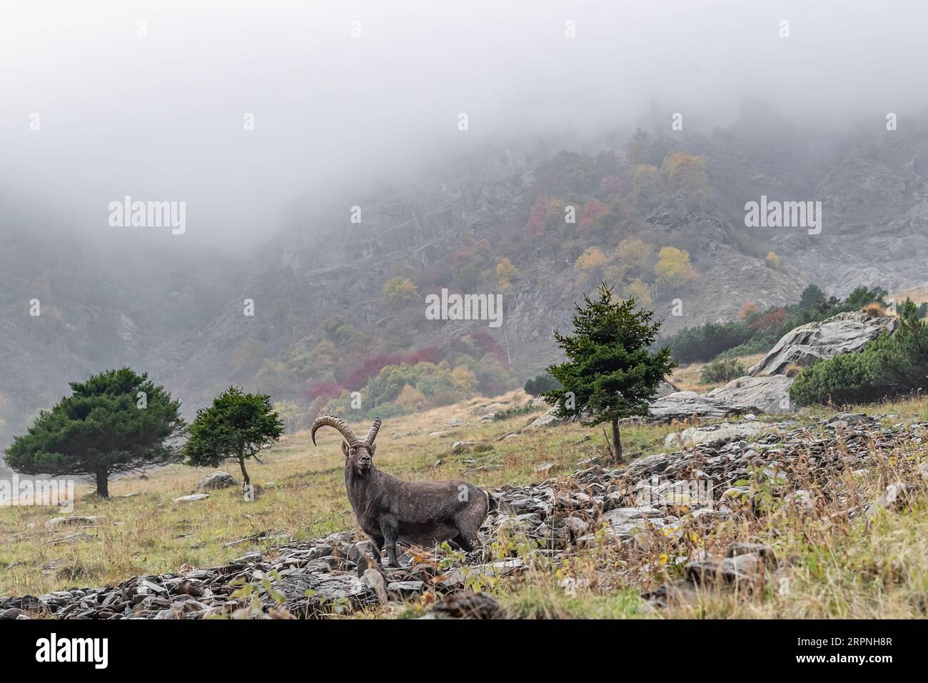 Wide angle photography in the wild Alps, the Ibex male (Capra ibex ...