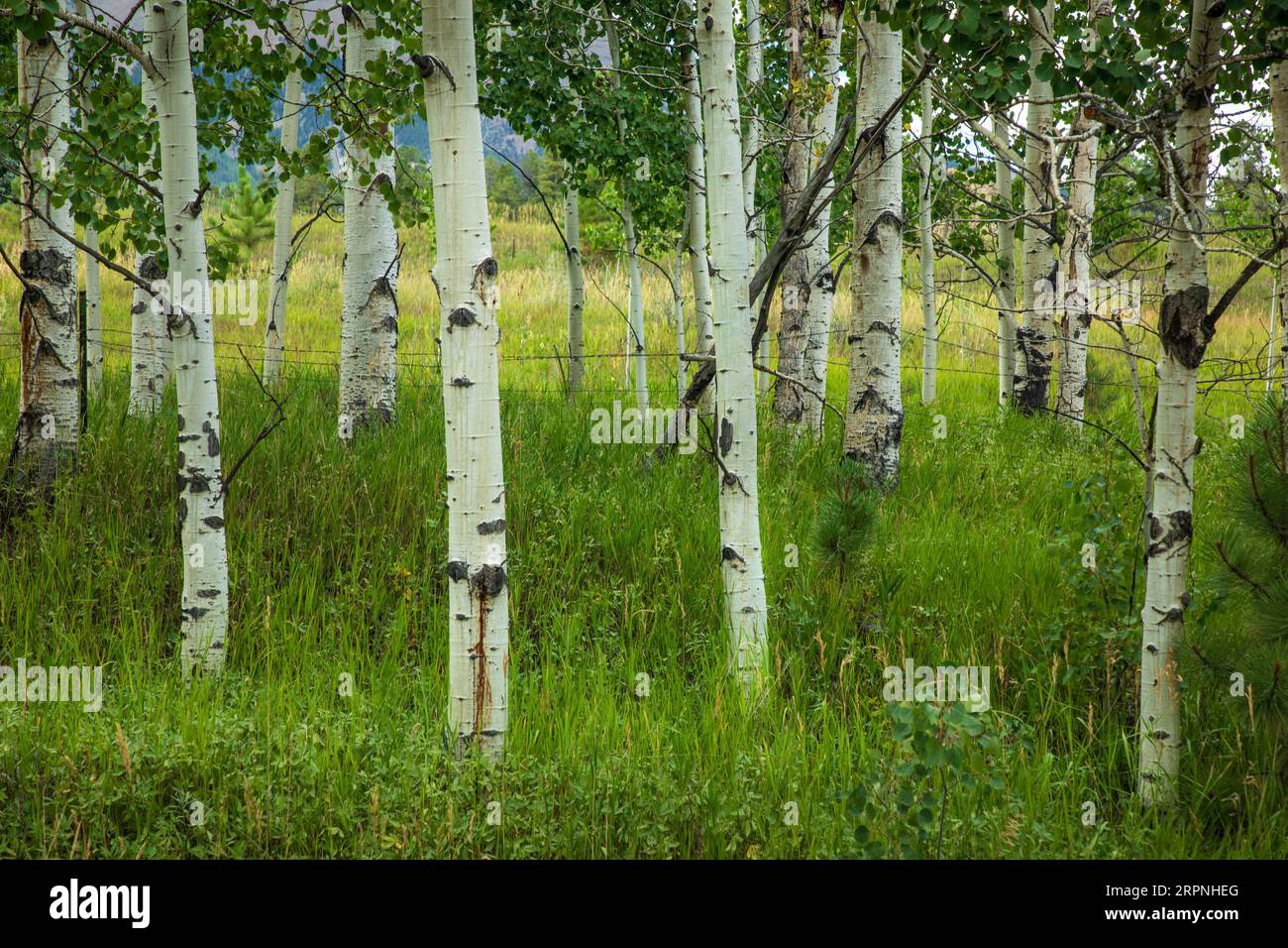 Aspen grove in Alpine Colorado Stock Photo - Alamy